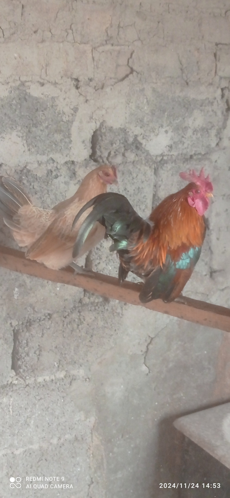Продаются цеплята породы серама