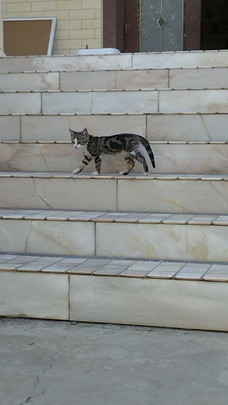 Срочно продаётся котят британский страйт мраморний табби