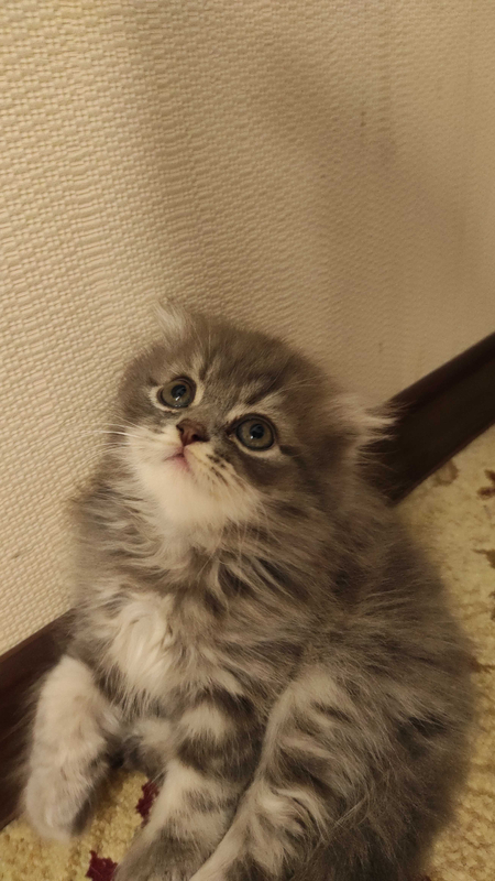 Котенок шотландский вислоухий