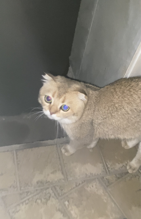 Скотиш Шолд Кот