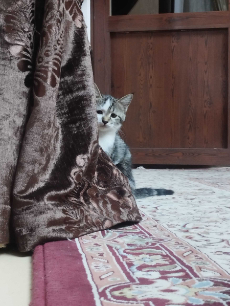 Срочна прадаётся котят