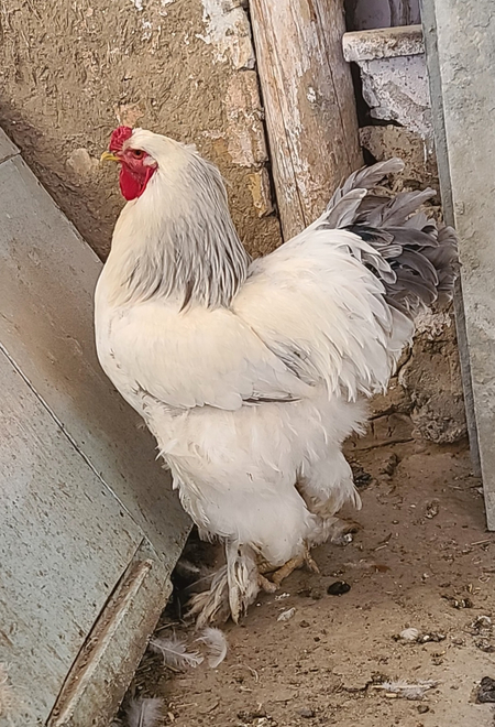 SVETLI BRAMA xo‘rozla sotiladi
