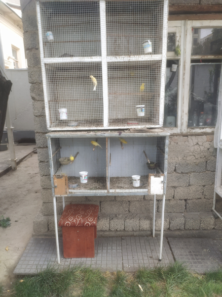 Kanareykalar bor sotiladigan tanlab osayam boʻladi koʻp
