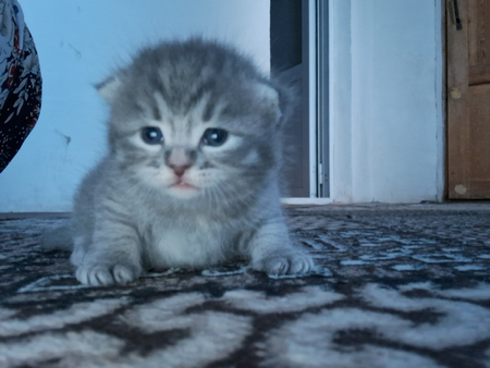 СКОТТИШ ФОЛД мушуклари