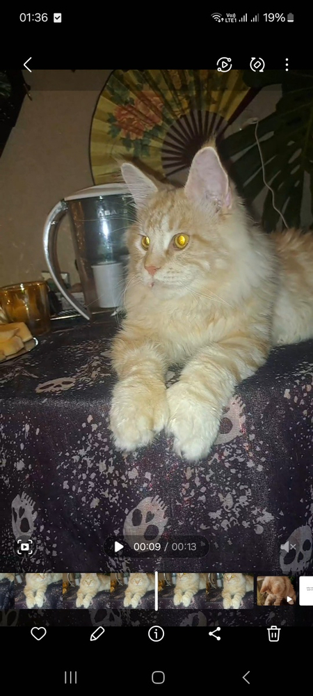 Кот полидакт , шикарный