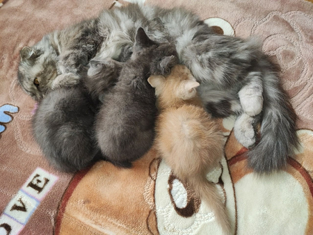 Продаются котята и мама хейланд фолд