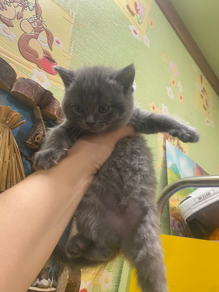 Продаю милых котят