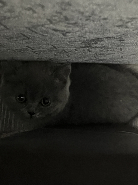 Скоттиш страйт
