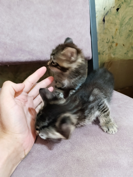 Отдаем котят двух девочек