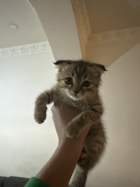 Скотч фолд