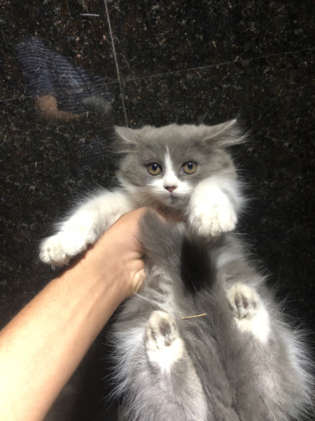 скоттиш страйт