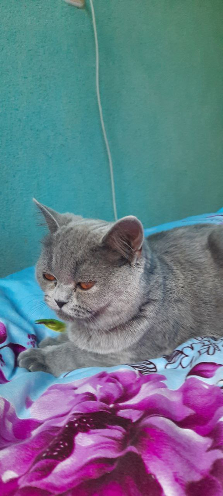 Mushuk siyamiski zotli