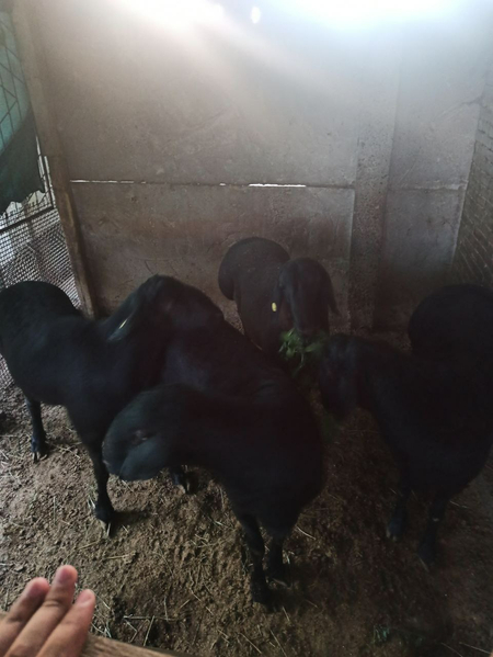 Qurbonliga qozi qochqorla
