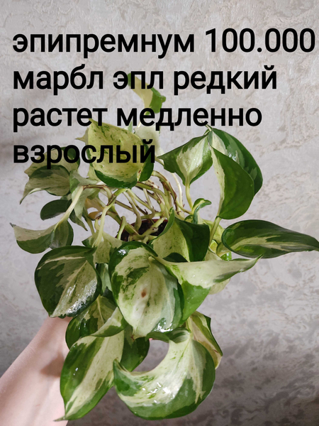 Эпипремнум, сциндапсус. сансевиерия