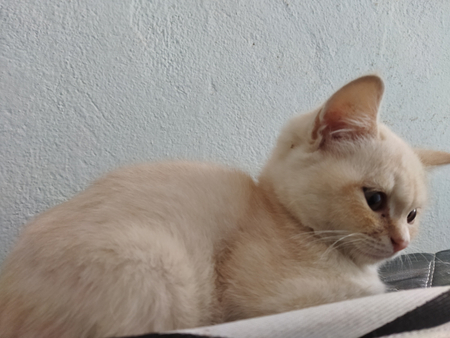 Продаётся котенок срочно