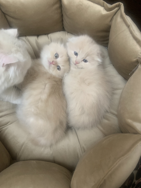 Котята скоттиш фолд и скоттиш страйт