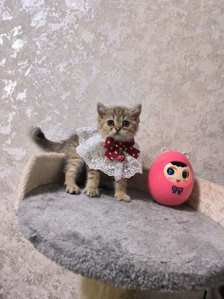 Шикарные котята от правильной вязки