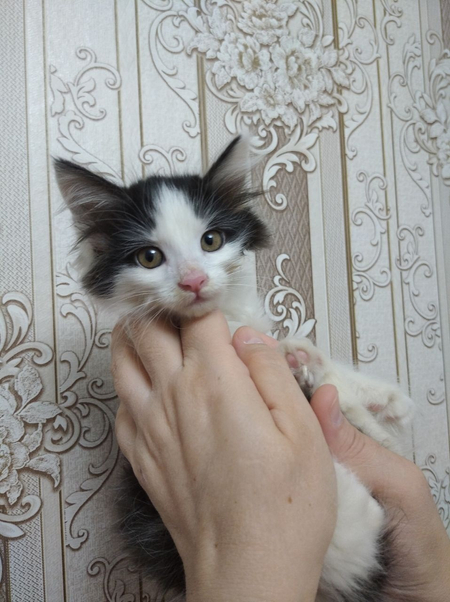 Пристрою котят в добрые и хорошие ручки!!!