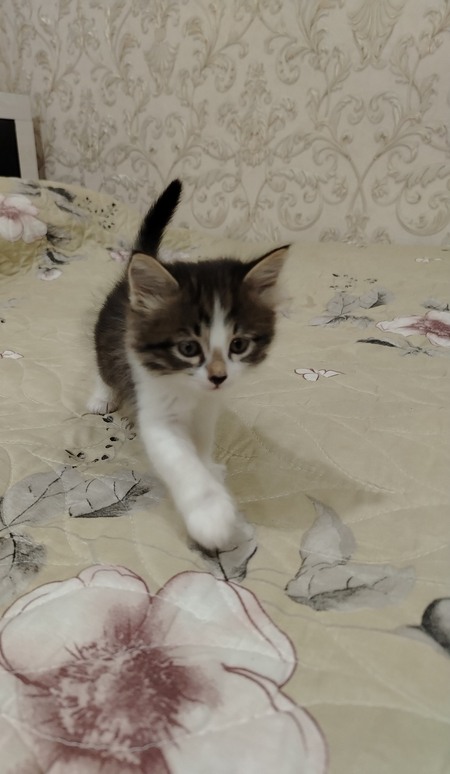Продаю котёнок мушу боласи сотилади