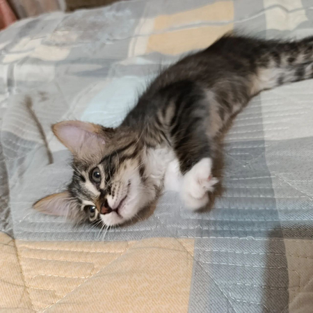 Отдадим котенка в хорошие руки
