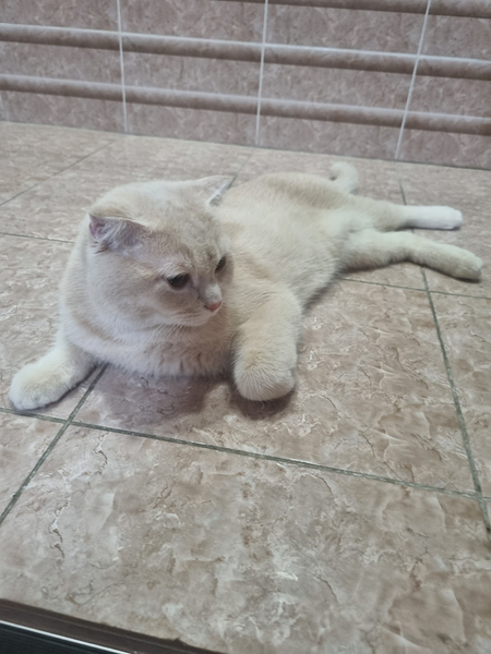 Вязка . Кот ищет себе жену