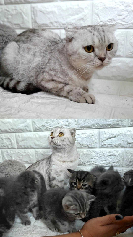 Котята скотиш страйт и скотиш фолд