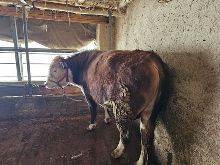 Buqalar sotiladi 3 bosh, 2 ta Angus 1 ta grenford (71 mln kami bor)