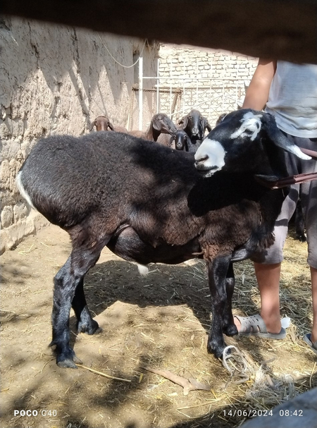 Soğlom semiz qozoqi qoʻy