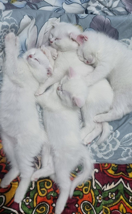 Продаётся котята Скотиш Фолд и Скотиш Страйт