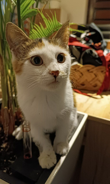 Даром красивейший котенок(кошка) трехцветка.