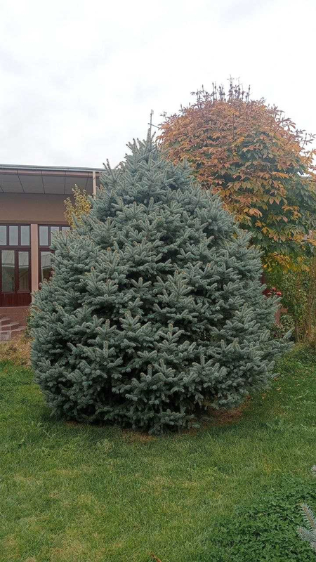 Арча, Дарахт, Буталар