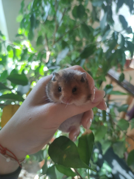 Сирийские хомяки.