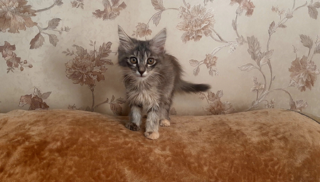 В хорошие руки котёнок девочка