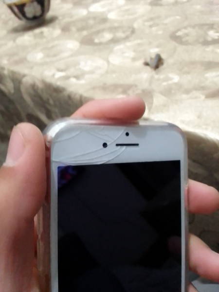 iPhone 7 gold 32