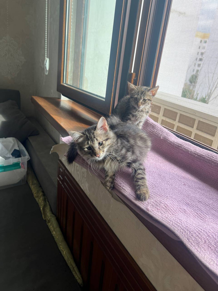 Отдам в добрые руки котенок