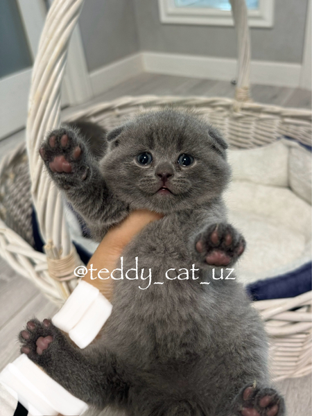 Клубные Тедди Элитте фолдики Чистокровные