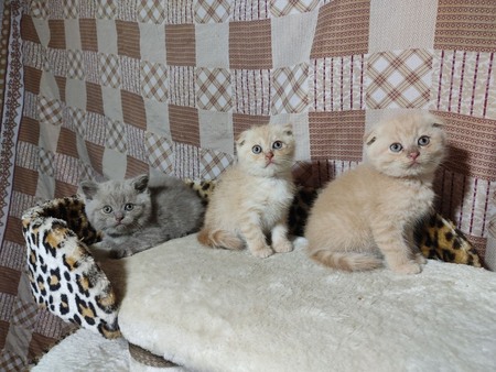 Scottish fold va straytla sotiladi
