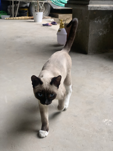 Продам сиамскую кошку(самец)