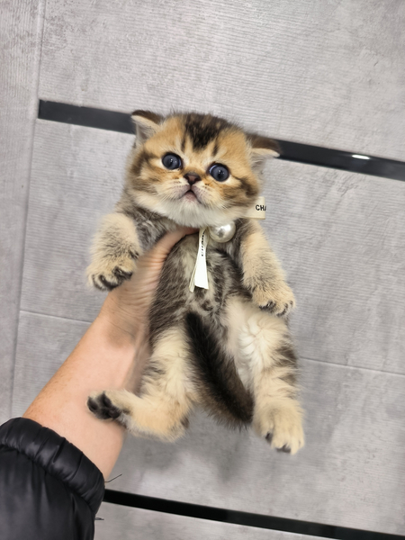 Котёнок от правильной вязки