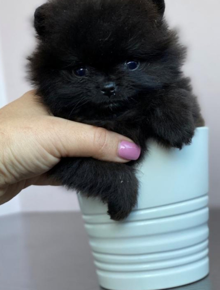 Малюсенький цверг шпиц