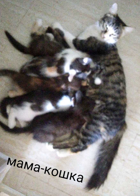 Отдаю котят в добрые и ответственные руки!