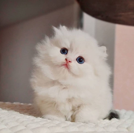 Продается котёнок