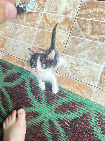 Mushuk bolasi 3 ta bor