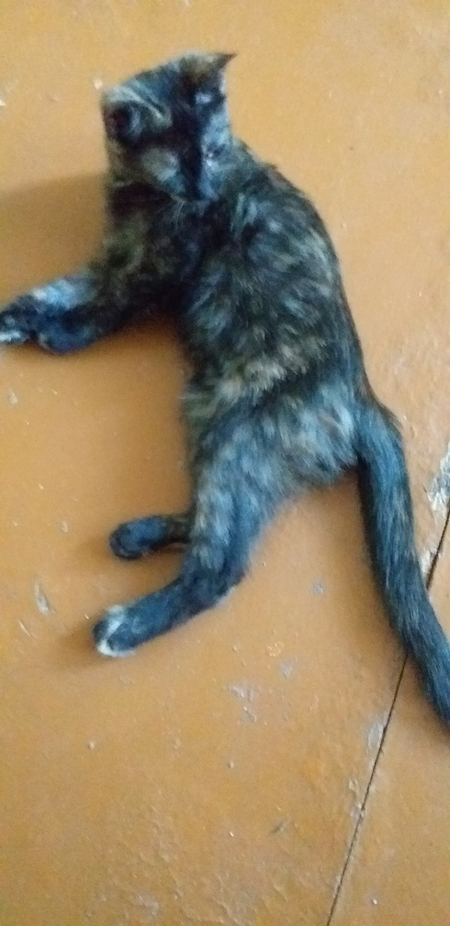 Кот,та о дам бесплатно