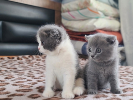 Продаётся котёнок