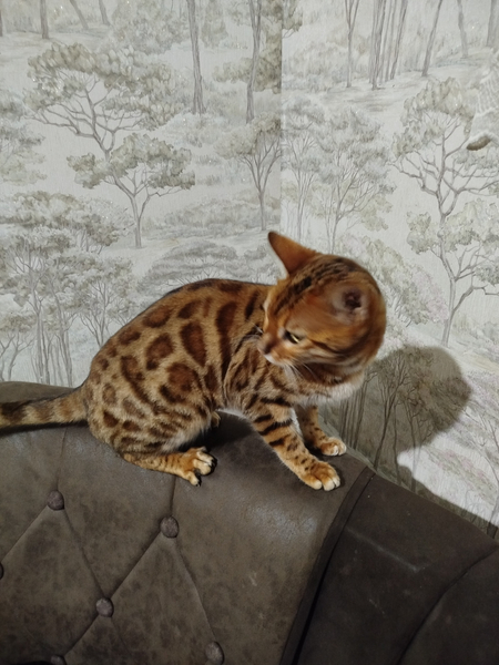 Bengalskiy mushuk