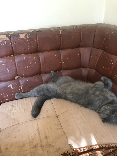 Вязка кота