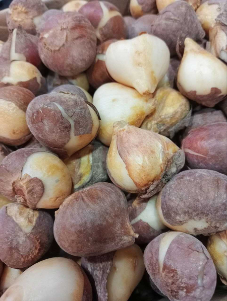 Луковицы тюльпанов Лола пийози красные алые желтые