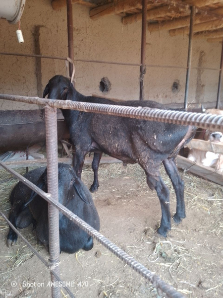 Toza edlbay qoylari 2 dona tiri vesi 125 130 dan kg