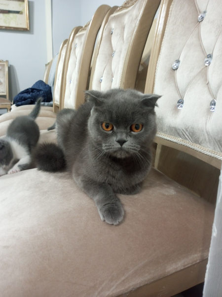 Продается котята вислоухие две девочки